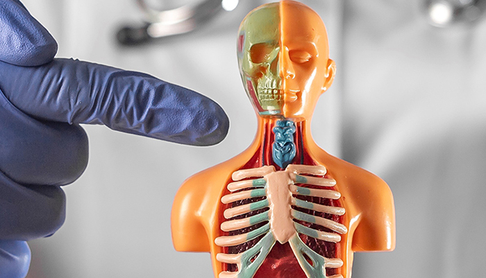 Endocrinology | Nanjappa Health Care